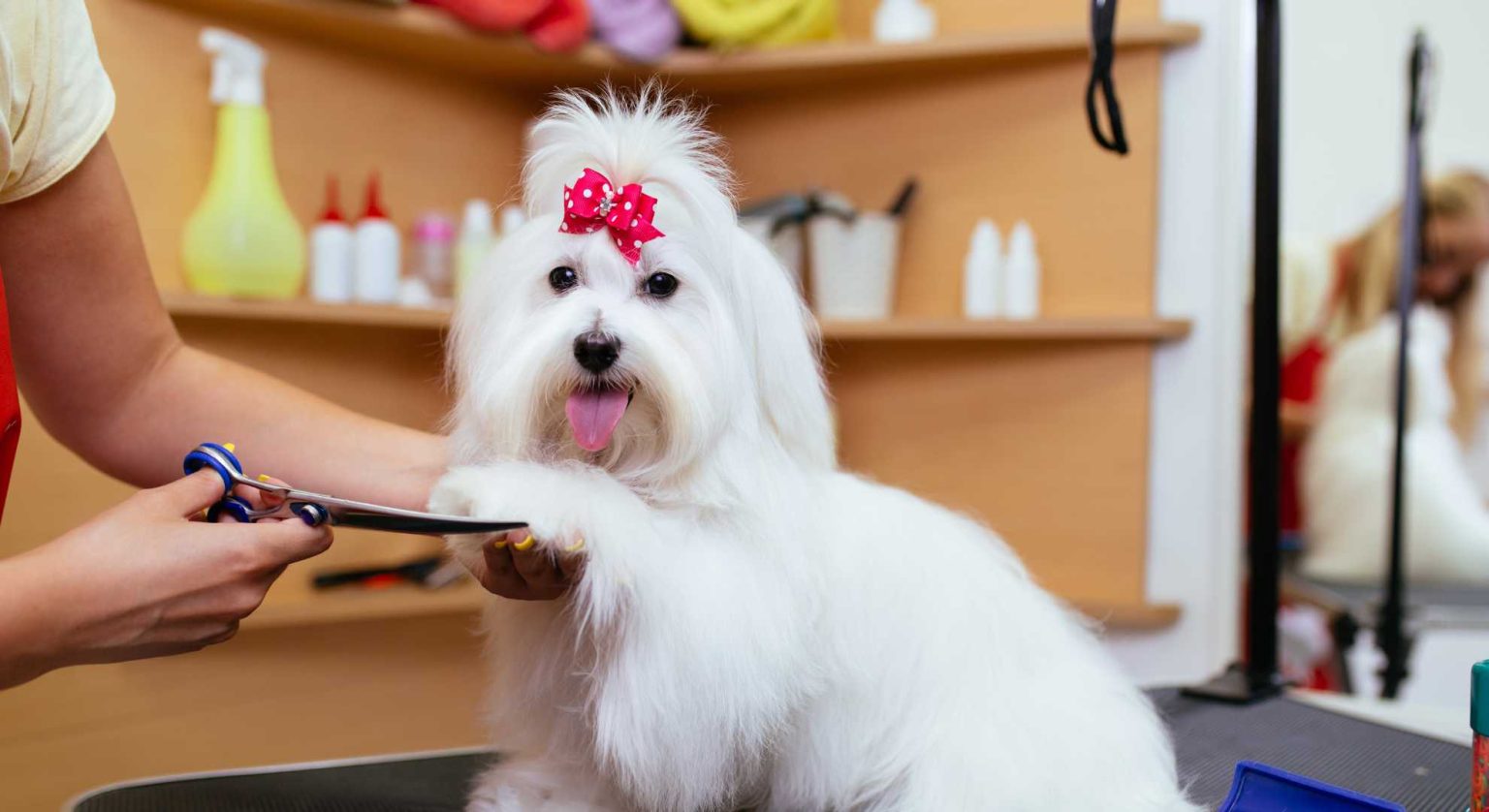 Como Montar um Banho e Tosa Simples: Guia Completo - Cursos de Banho e Tosa